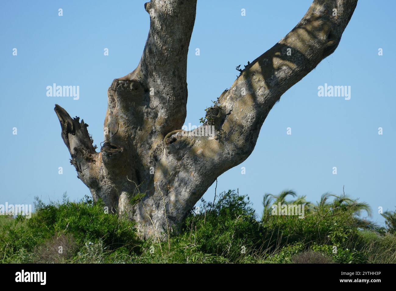 sycamore fig (Ficus sycomorus Stock Photo - Alamy