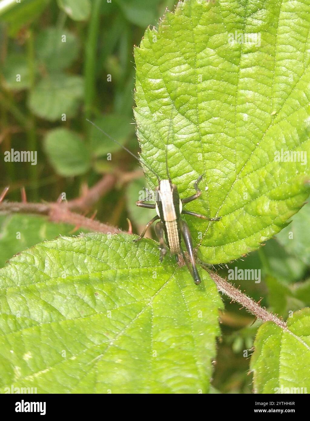 Shieldback hi-res stock photography and images - Alamy