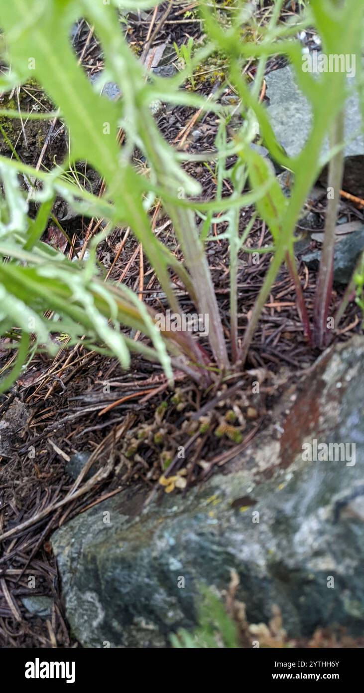 Slender Hawksbeard (Crepis atribarba Stock Photo - Alamy