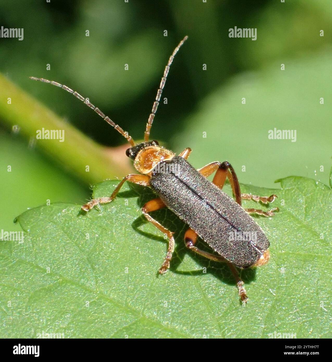 Grey Sailor Beetle (Cantharis nigricans Stock Photo - Alamy