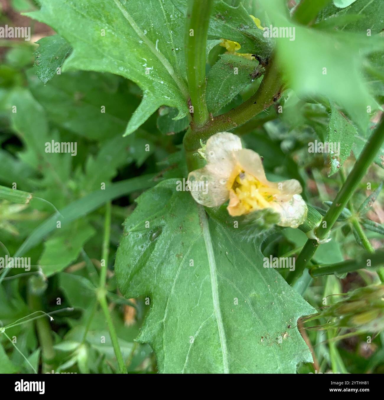 cutleaf evening primrose (Oenothera laciniata Stock Photo - Alamy