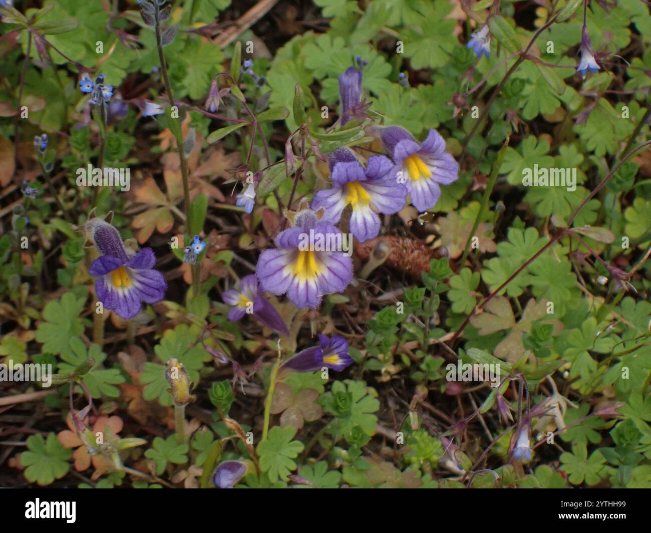 oneflower broomrape (Aphyllon purpureum Stock Photo - Alamy