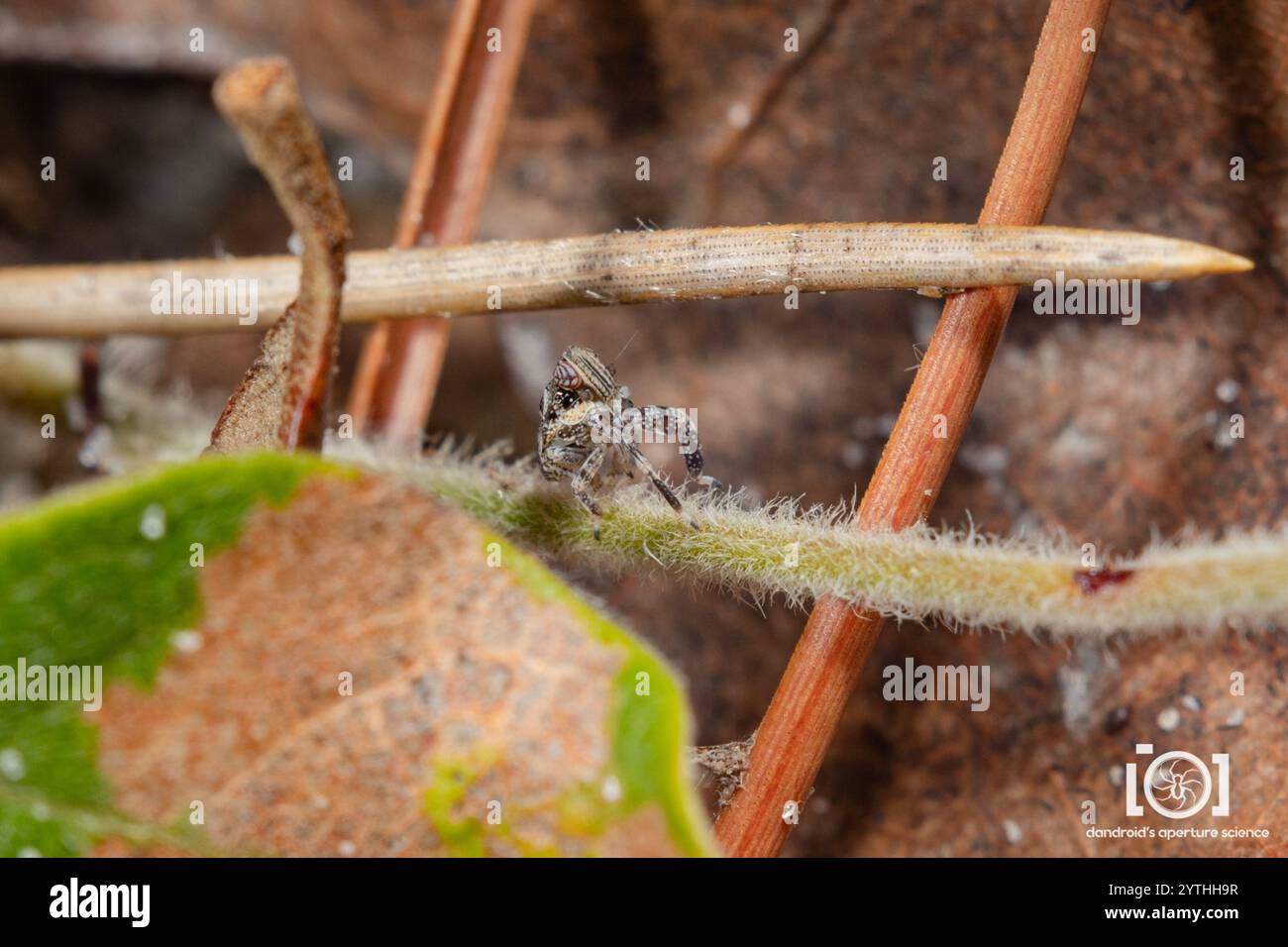 Black Leaf-leg (Phylloscelis atra Stock Photo - Alamy