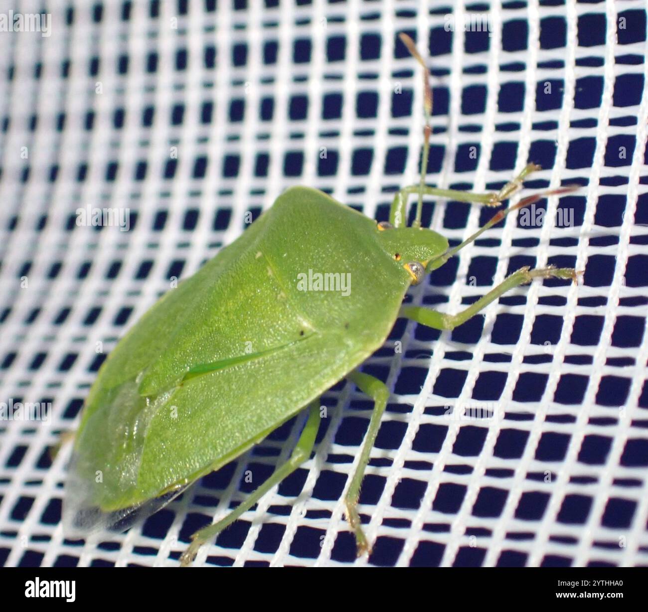 Southern Green Stink Bug (Nezara viridula Stock Photo - Alamy Southern Green Stink Bug (Nezara viridula Stock Photo - Alamy