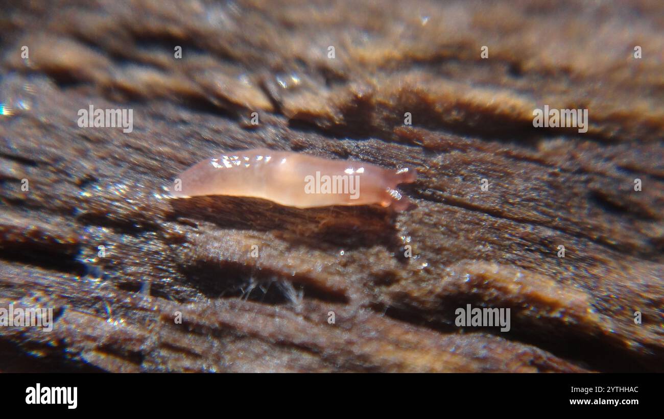 Common Land Snails and Slugs (Stylommatophora Stock Photo - Alamy