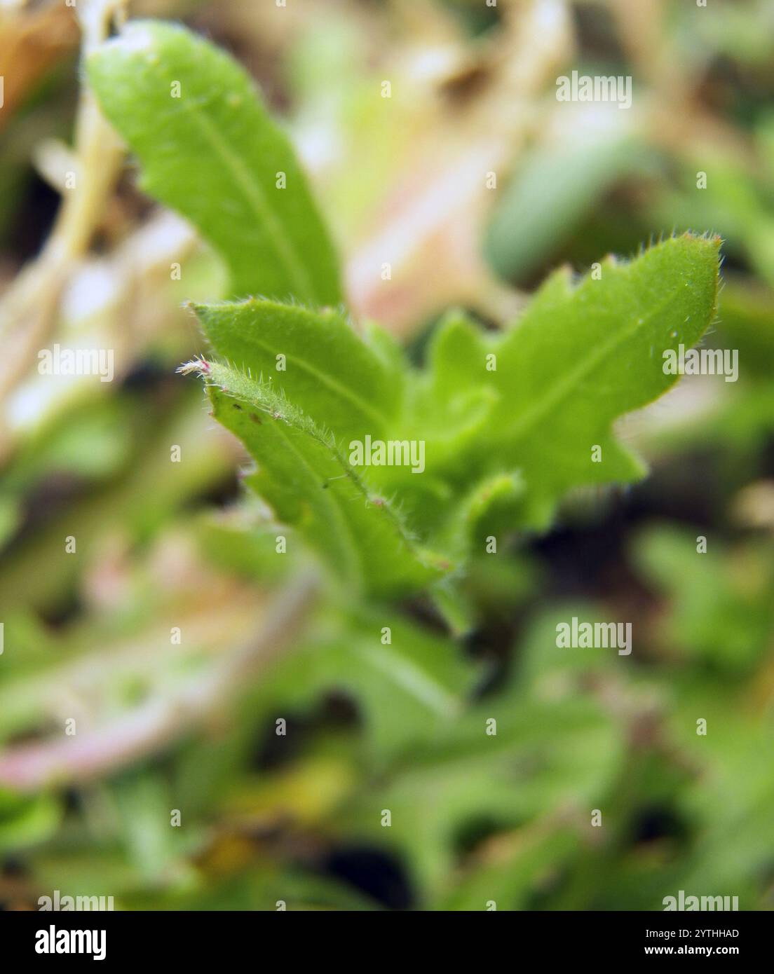 cutleaf evening primrose (Oenothera laciniata Stock Photo - Alamy