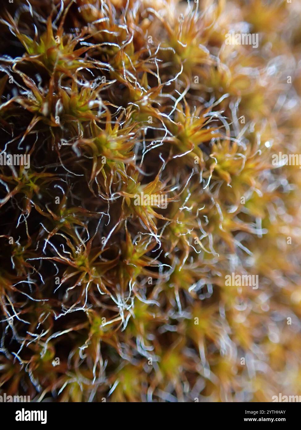 Star Moss (Syntrichia ruralis Stock Photo - Alamy