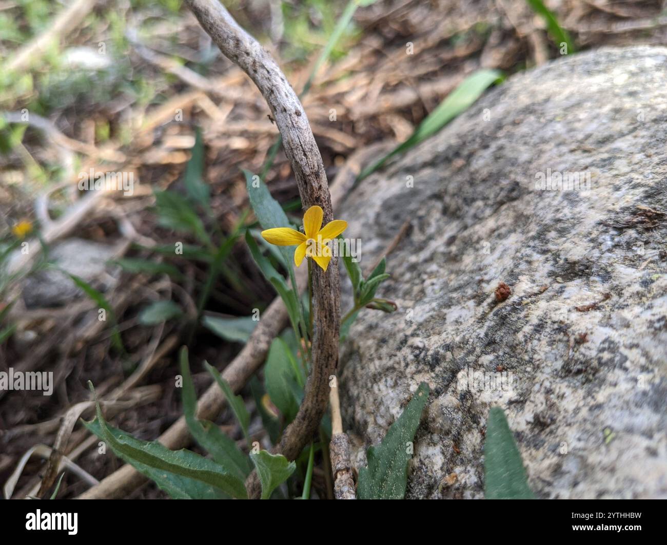 Viola pinetorum hi-res stock photography and images - Alamy