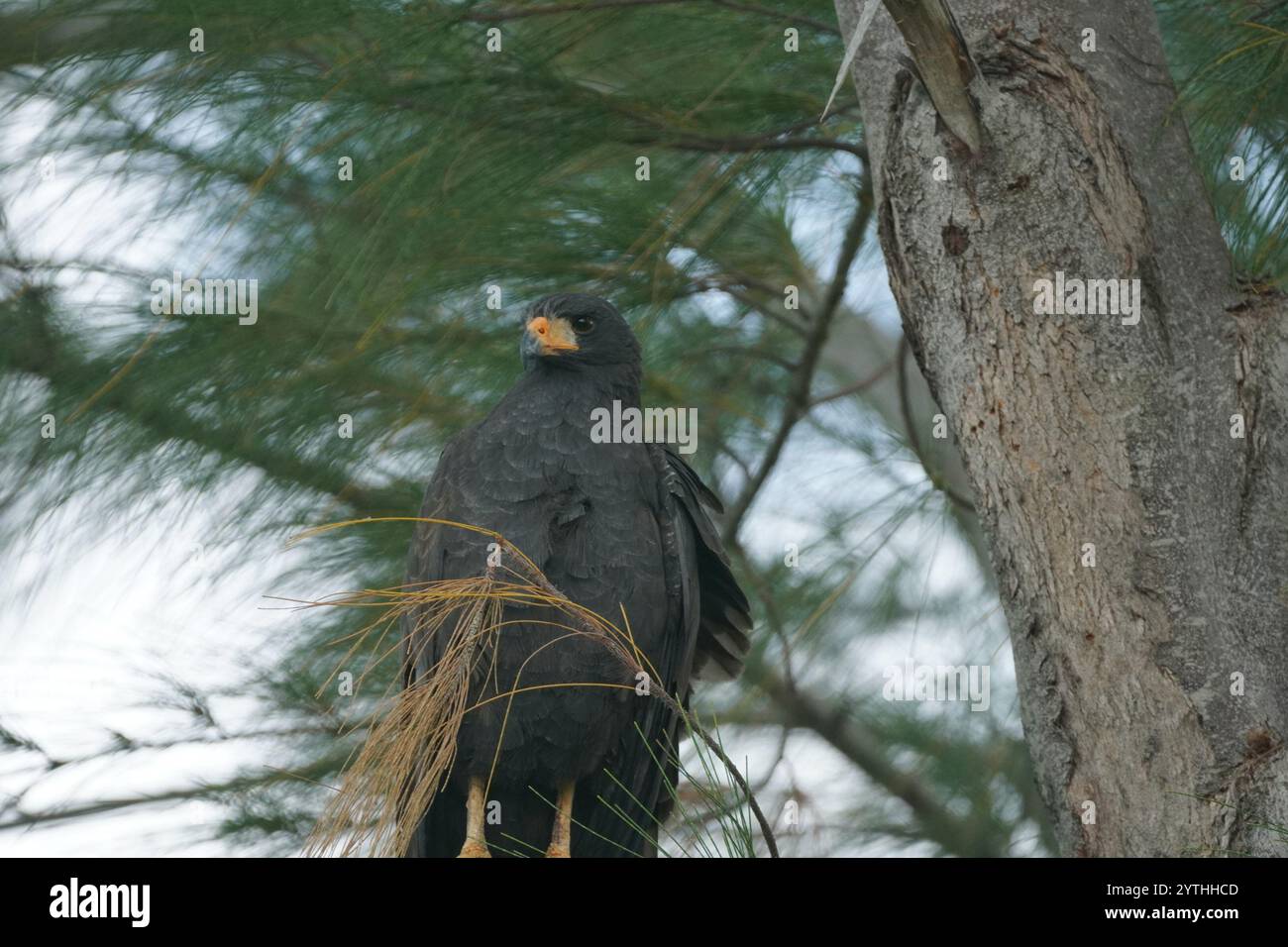 Common Black Hawk (Buteogallus anthracinus Stock Photo - Alamy