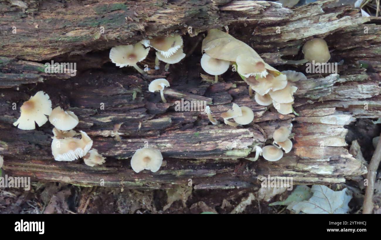 clustered bonnet (Mycena inclinata Stock Photo - Alamy