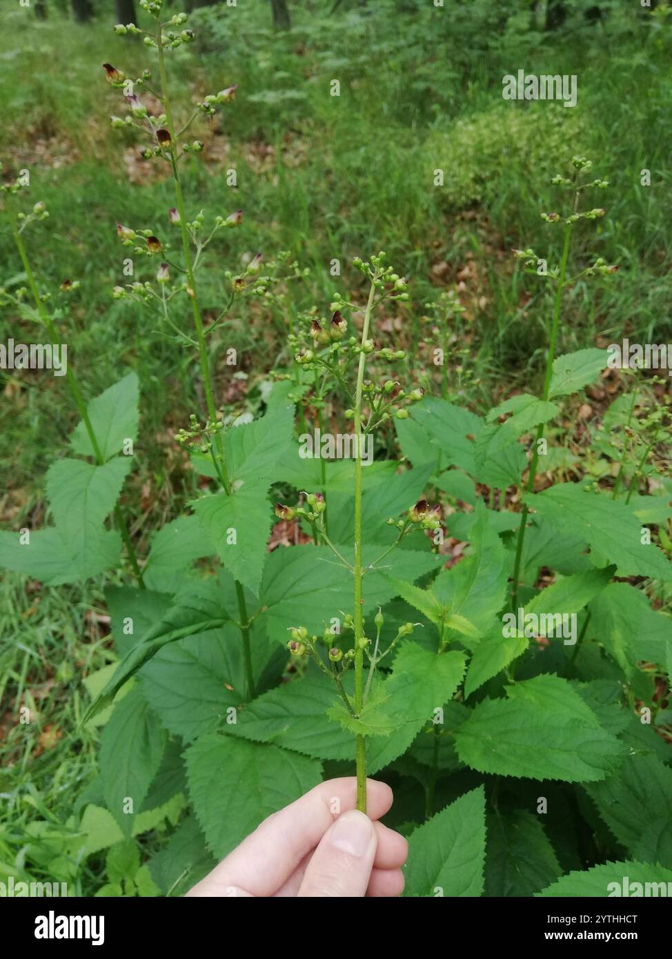 Common Figwort (Scrophularia nodosa Stock Photo - Alamy