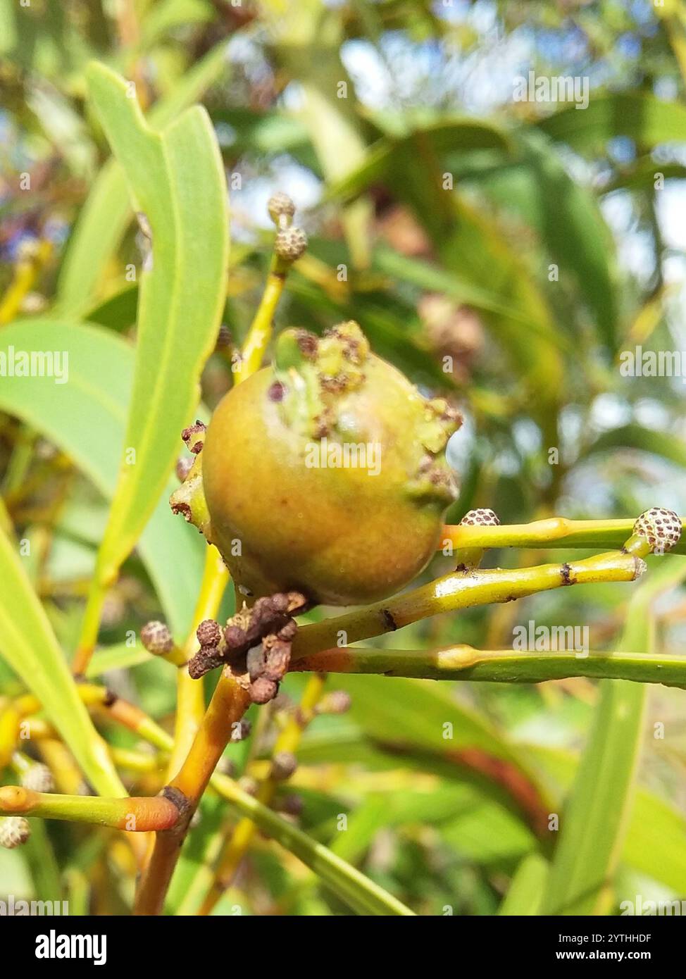 Golden Wattle Gall Wasp (Trichilogaster signiventris Stock Photo - Alamy