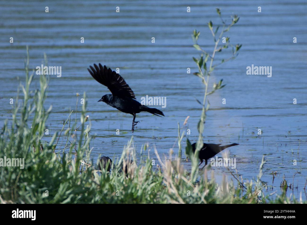 Tricolored blackbird hi-res stock photography and images - Alamy