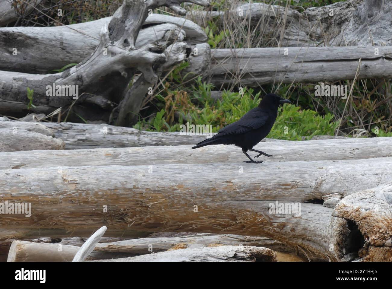 American Crow (Corvus brachyrhynchos Stock Photo - Alamy