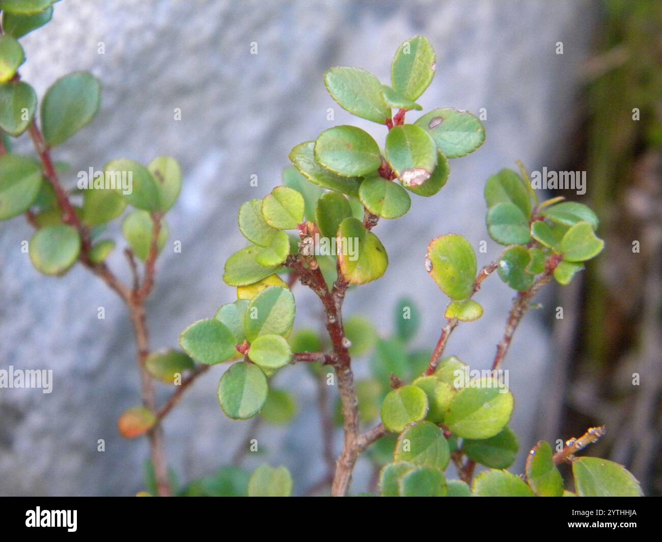 African Boxwood (Myrsine africana Stock Photo - Alamy