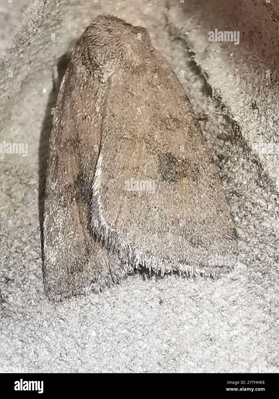 Mottled Rustic (Caradrina morpheus Stock Photo - Alamy