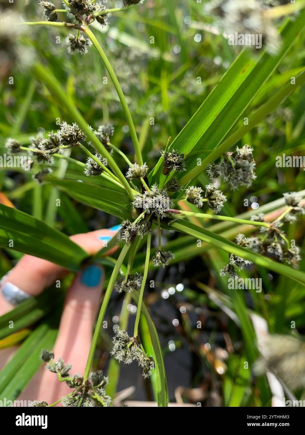 Panicled Bulrush (Scirpus microcarpus Stock Photo - Alamy