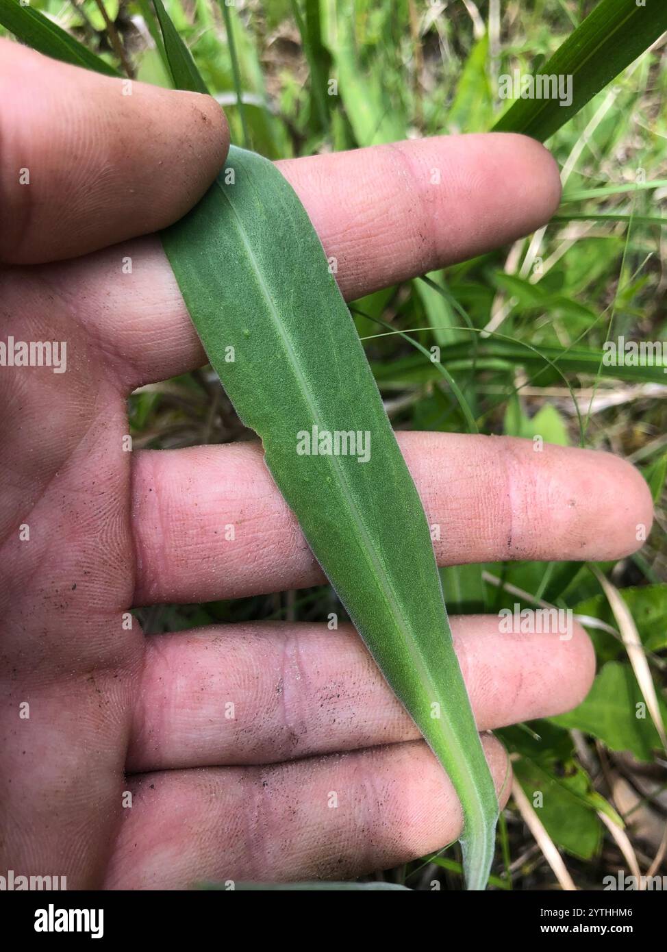 Appalachian blazing star hi-res stock photography and images - Alamy