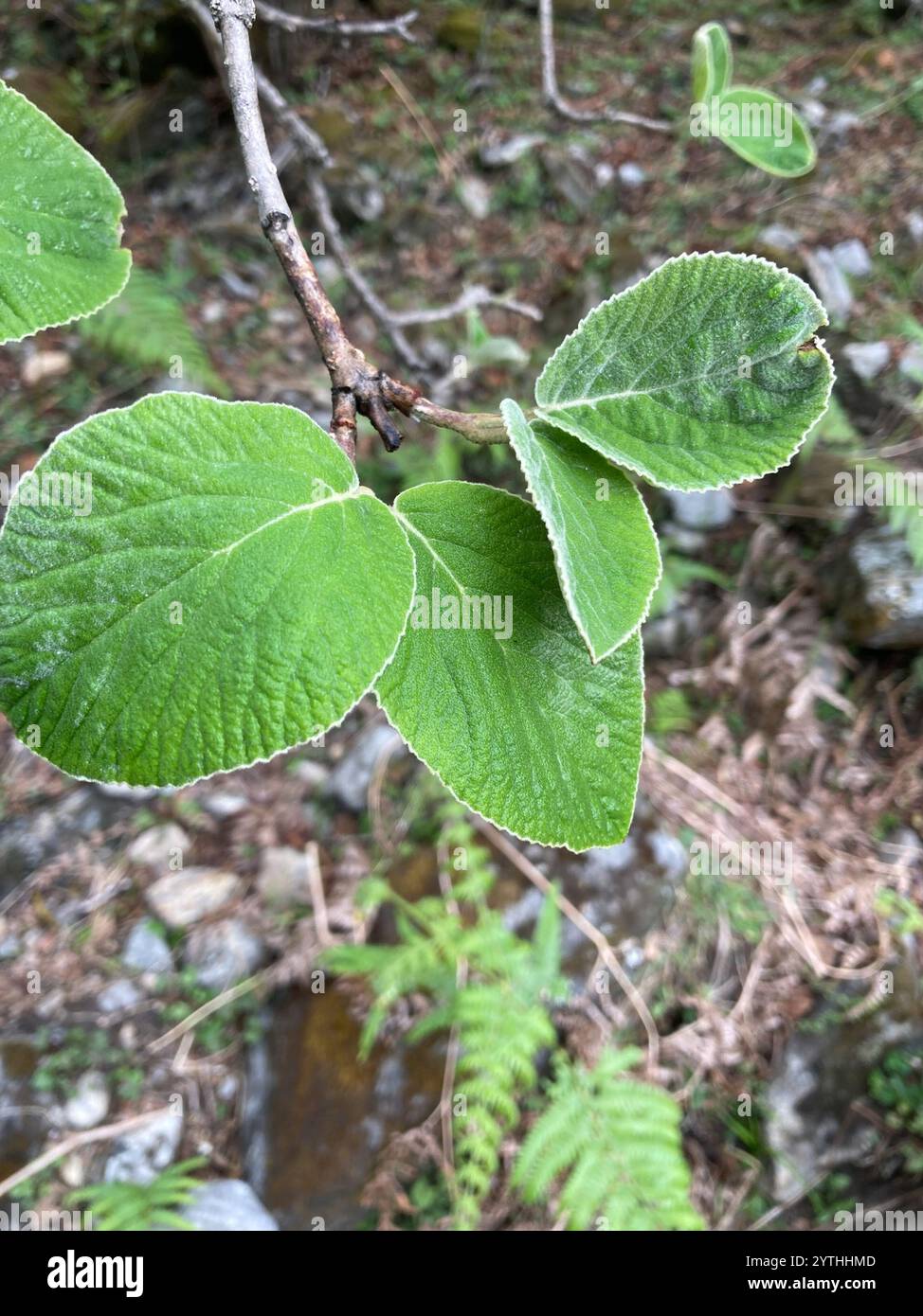 Indian wayfaring tree (Viburnum cotinifolium Stock Photo - Alamy