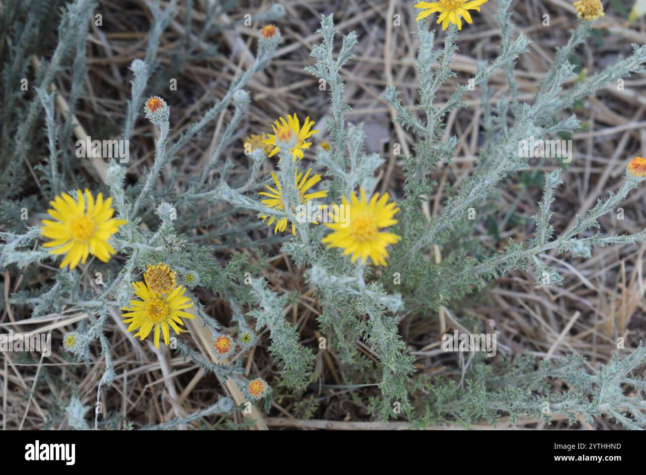 Spiny Goldenweed (Xanthisma spinulosum Stock Photo - Alamy