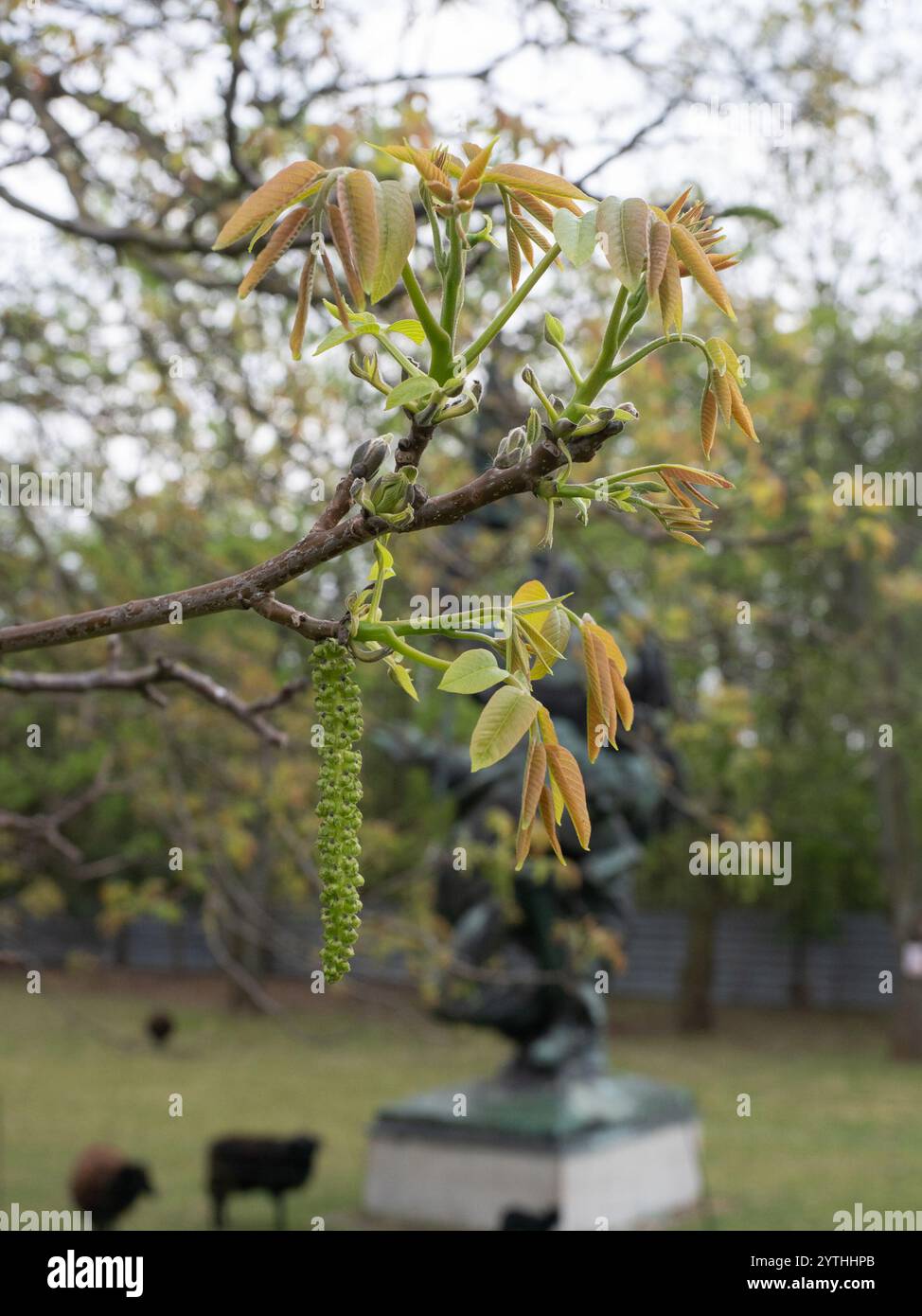 Persian walnut (Juglans regia Stock Photo - Alamy