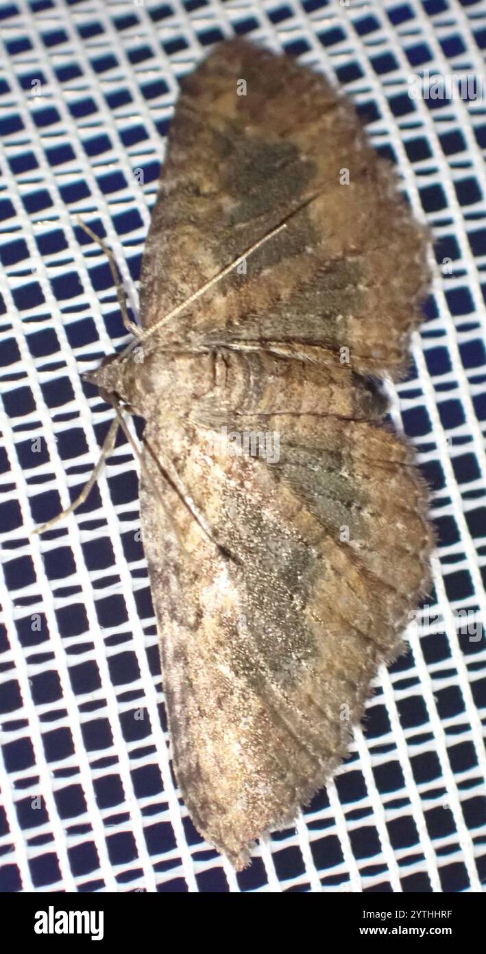 Carpet Moths (Larentiinae Stock Photo - Alamy