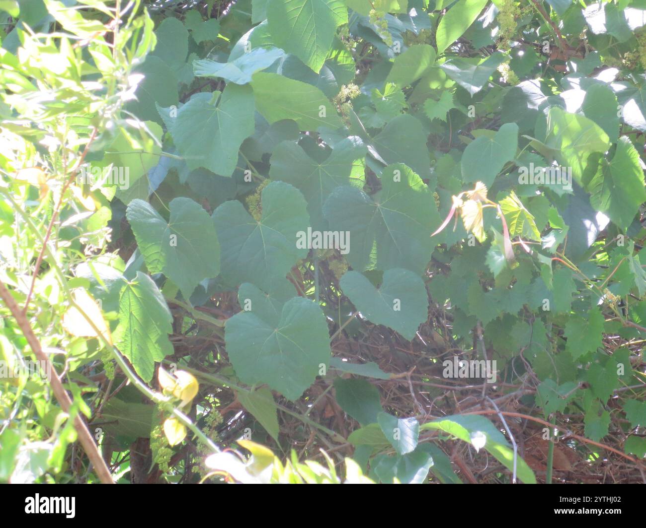 graybark grape (Vitis cinerea Stock Photo - Alamy