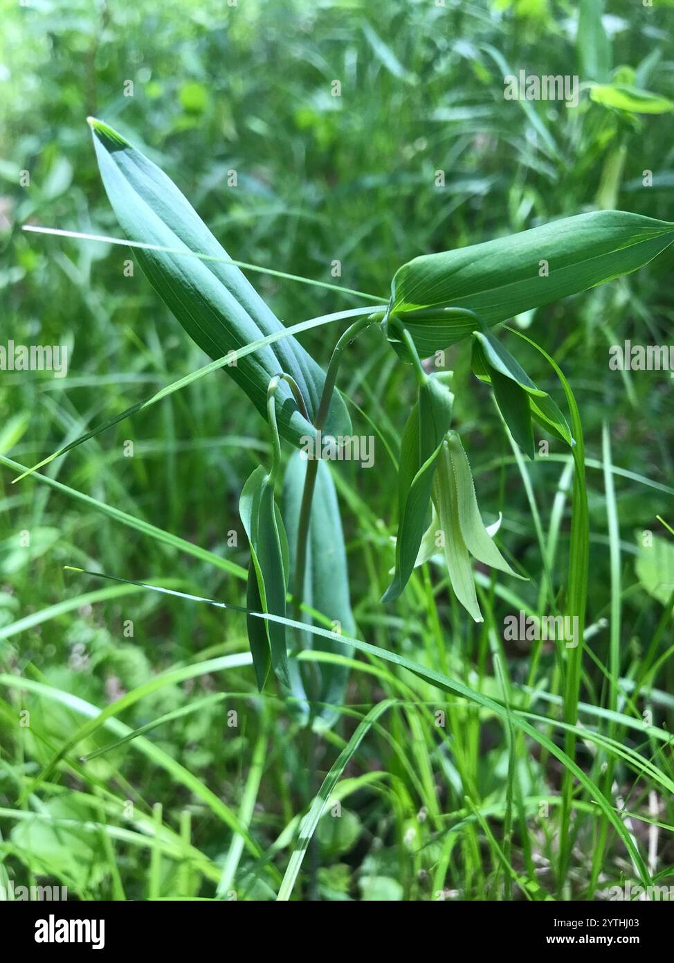 perfoliate bellwort (Uvularia perfoliata Stock Photo - Alamy