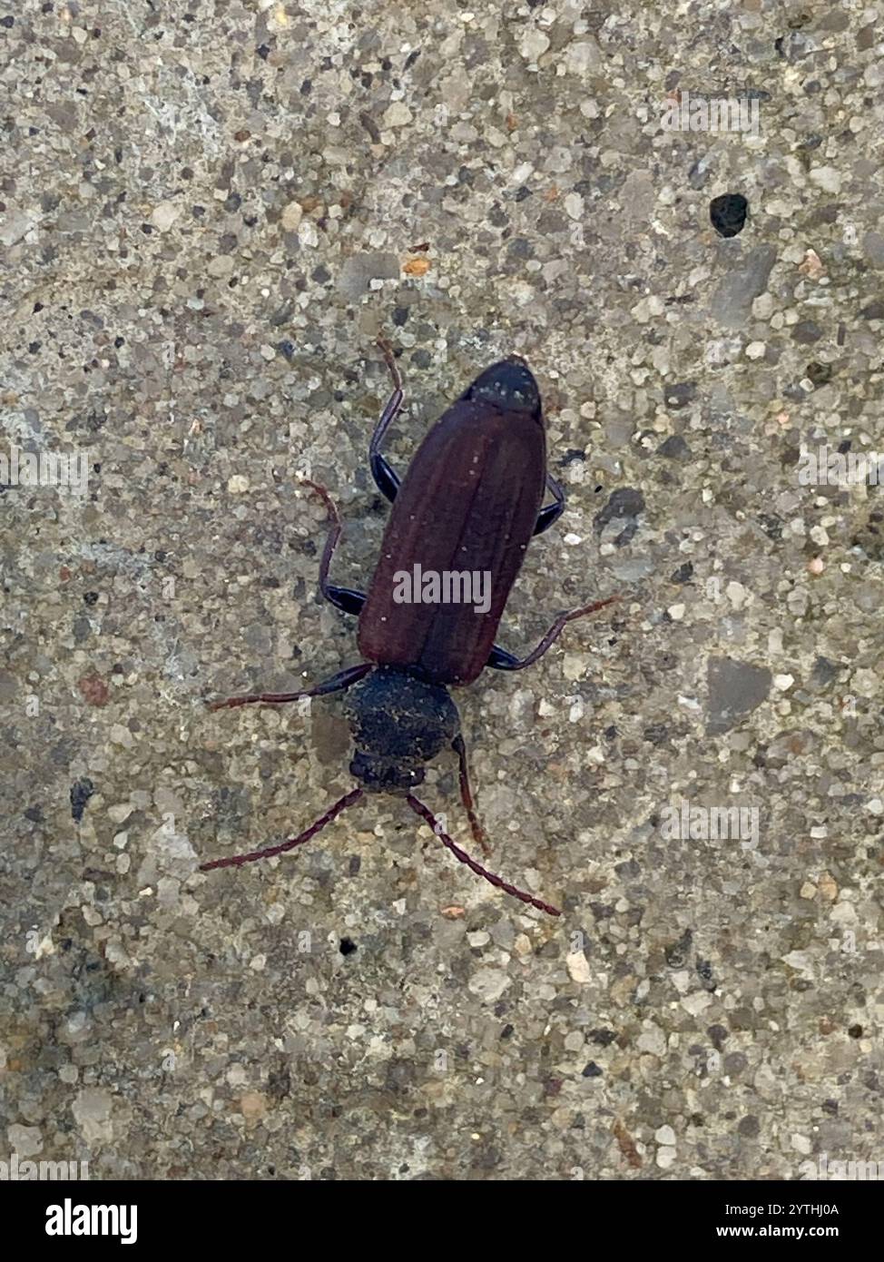 Black spruce borer hi-res stock photography and images - Alamy