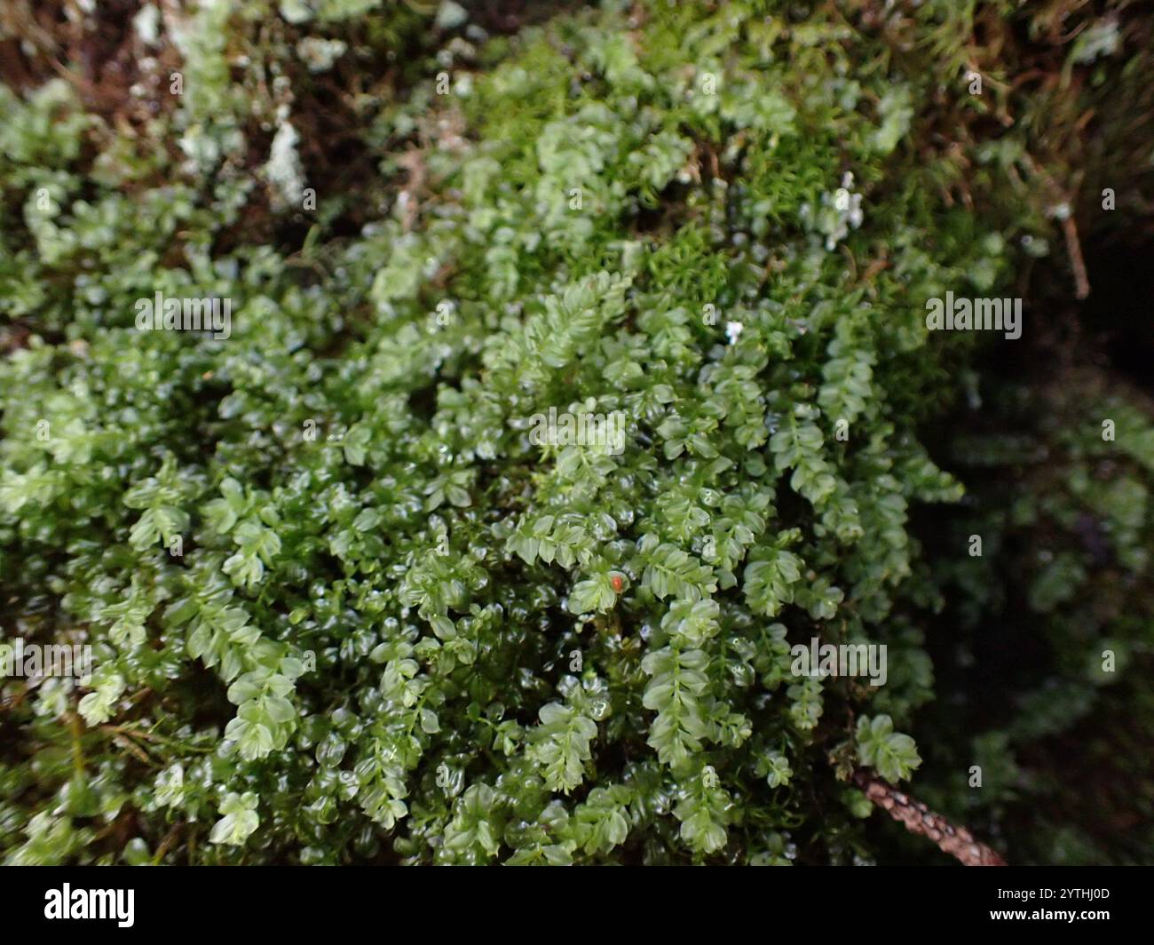 Thyme and Allied Mosses (Plagiomnium Stock Photo - Alamy