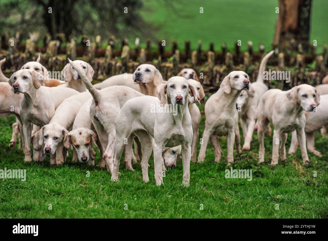 pack of uniform white hunting hounds Stock Photo - Alamy