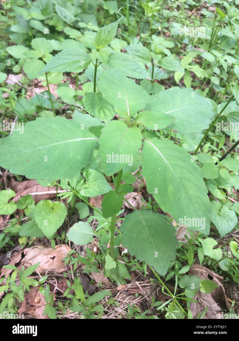common jewelweed (Impatiens capensis Stock Photo - Alamy