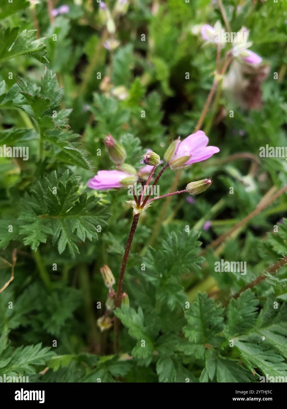 Redstem Stork's-bill (Erodium cicutarium Stock Photo - Alamy