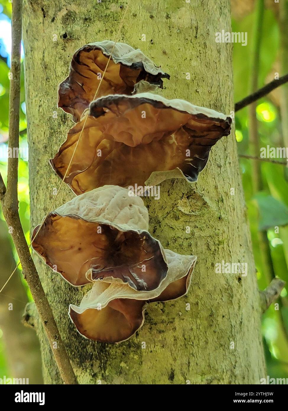 Wood ear fungi (Auricularia Stock Photo - Alamy