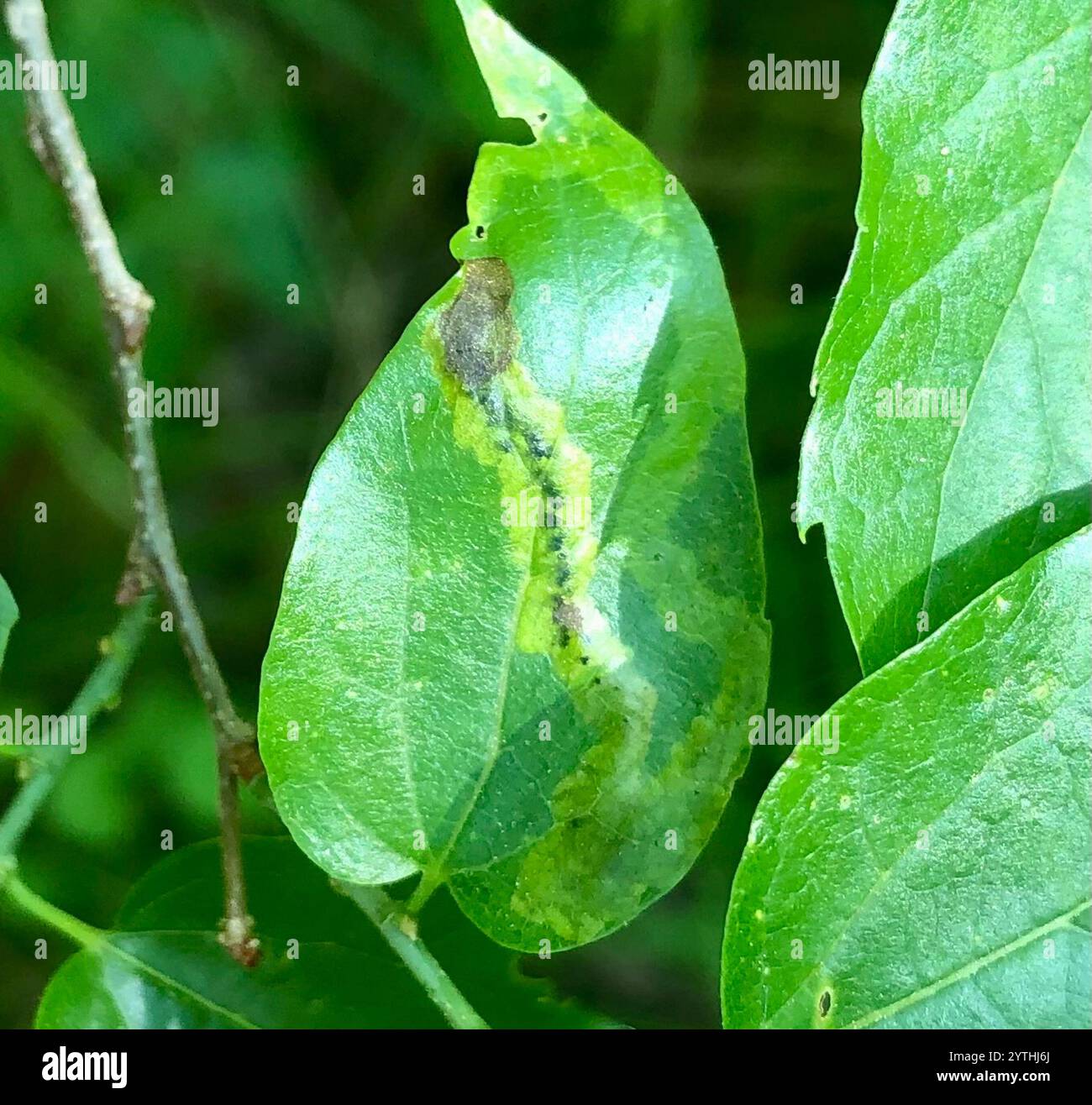 Agromyza hi-res stock photography and images - Alamy