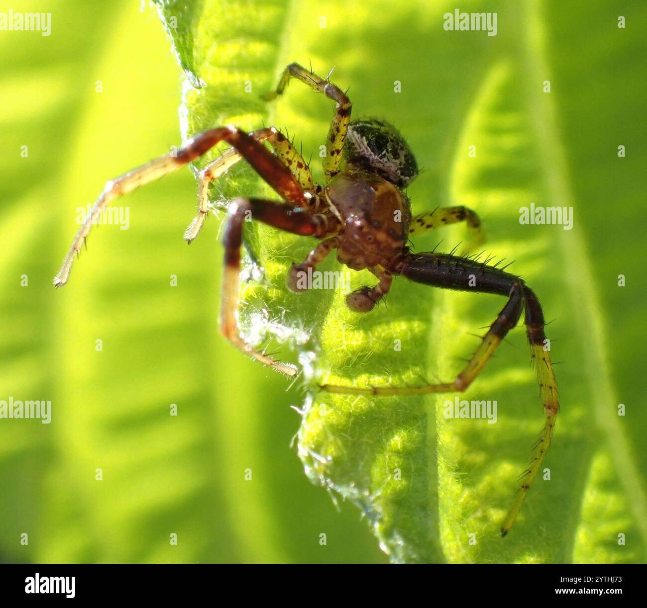 Crab Spiders (Thomisidae Stock Photo - Alamy