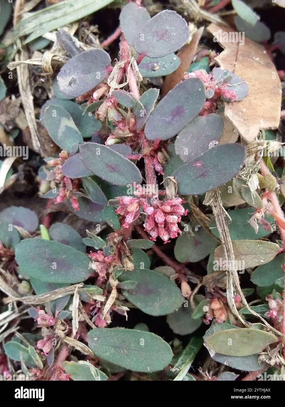 Spotted spurge (Euphorbia maculata Stock Photo - Alamy