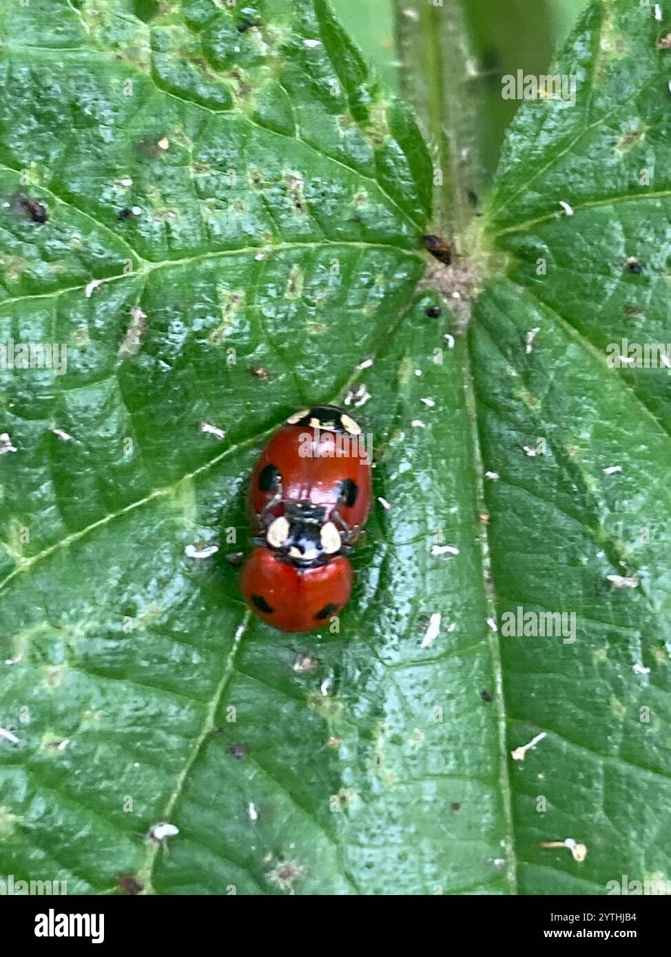 Two-spotted Lady Beetle (Adalia bipunctata Stock Photo - Alamy