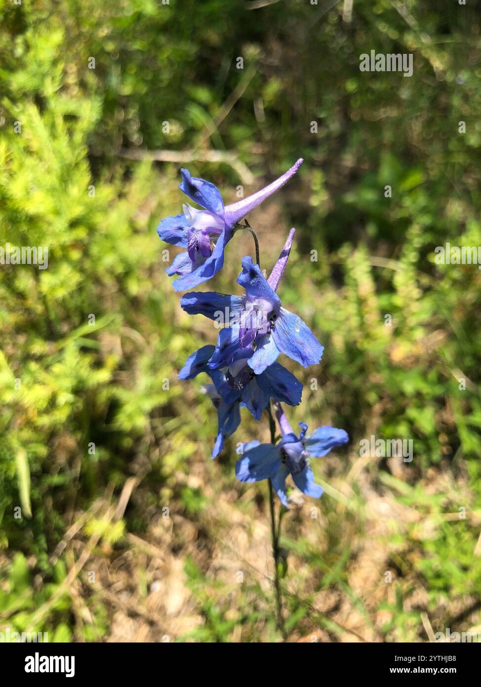 Wild Blue Larkspur (Delphinium carolinianum Stock Photo - Alamy