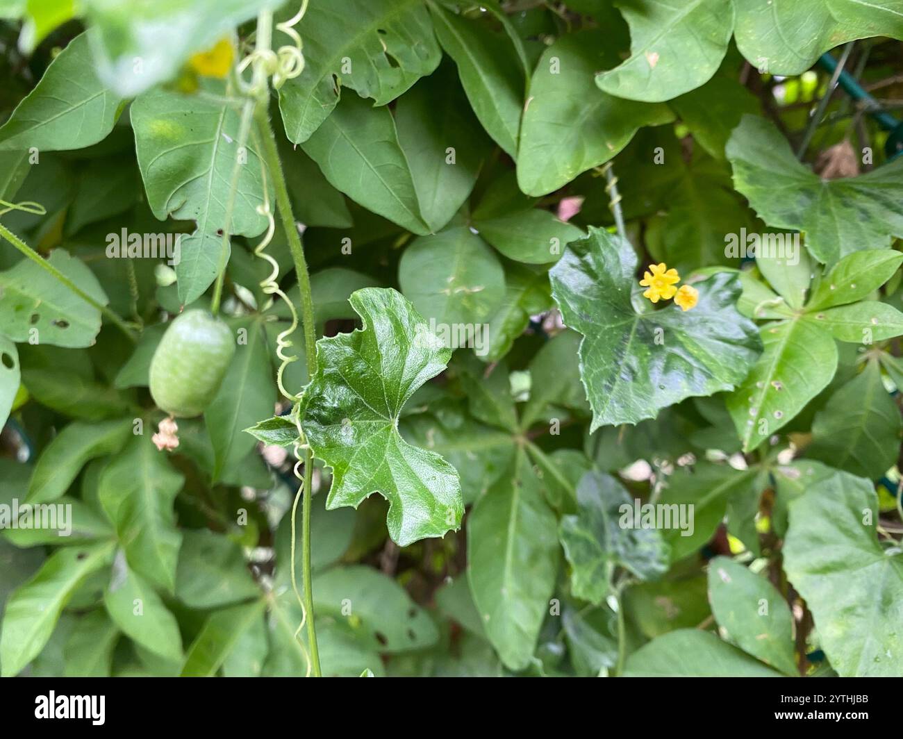creeping cucumber (Melothria pendula Stock Photo - Alamy