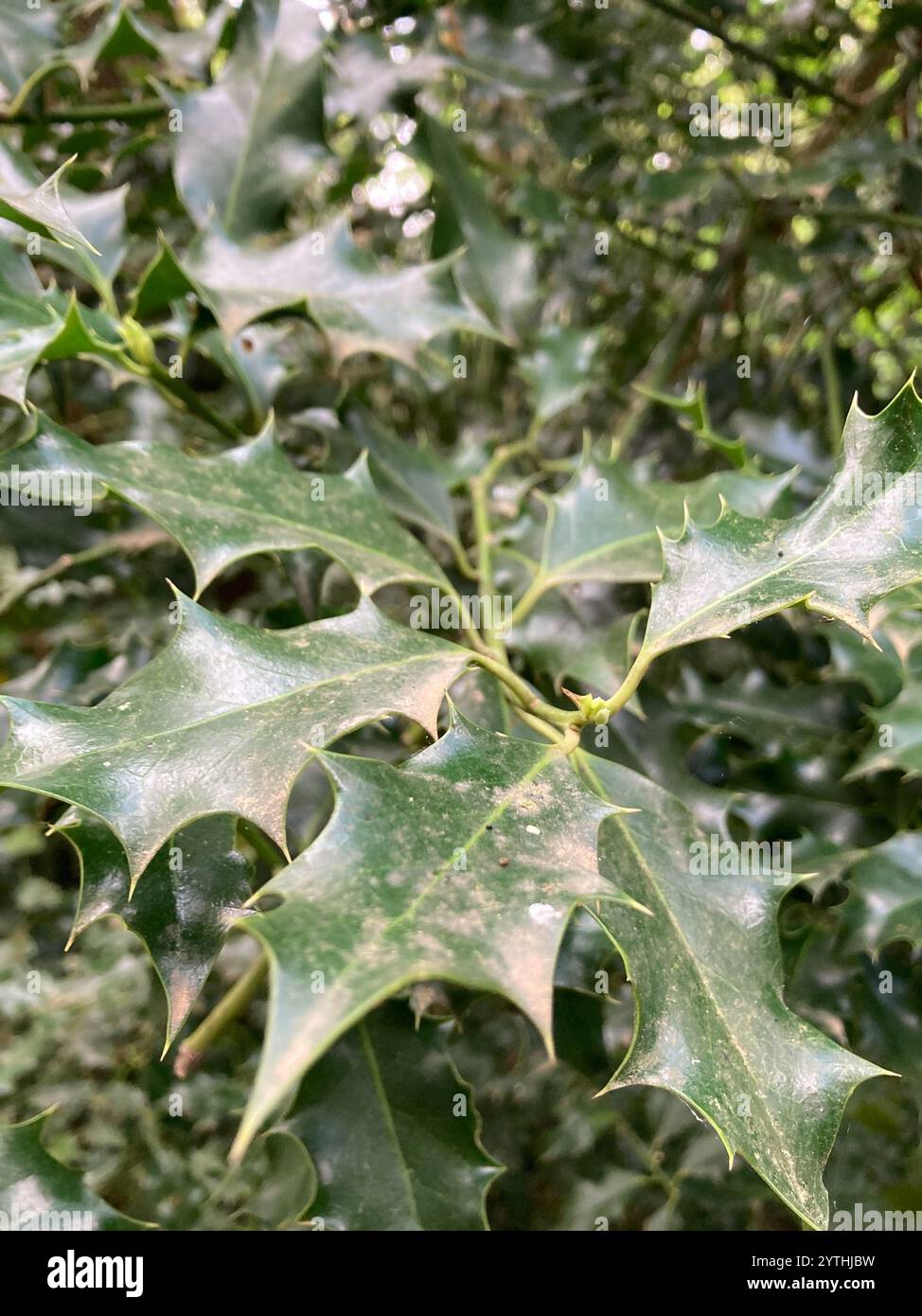 European holly (Ilex aquifolium Stock Photo - Alamy