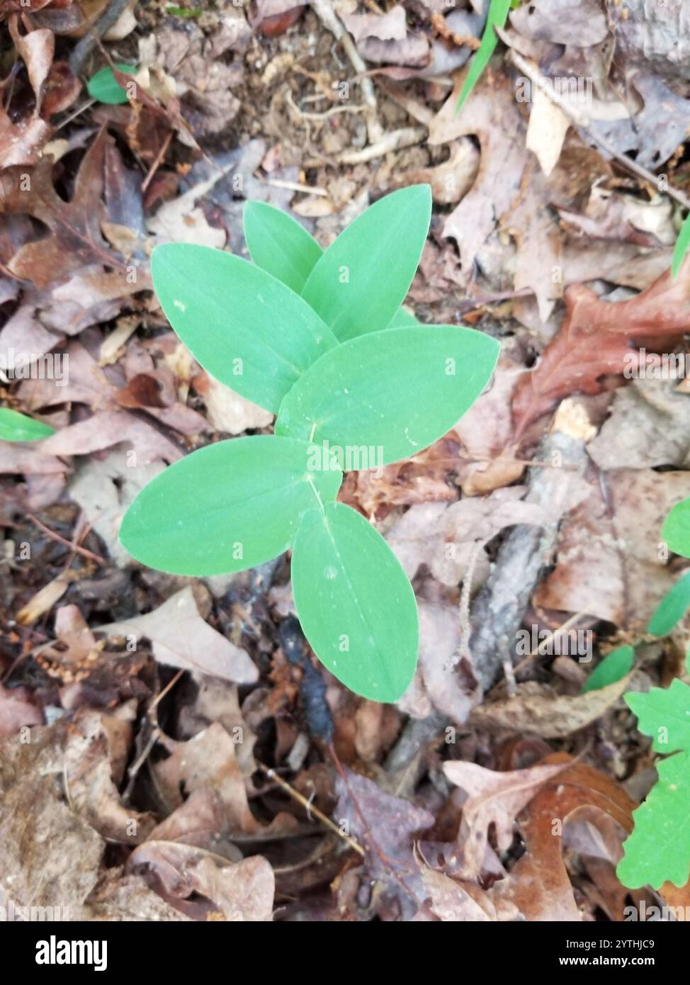perfoliate bellwort (Uvularia perfoliata Stock Photo - Alamy