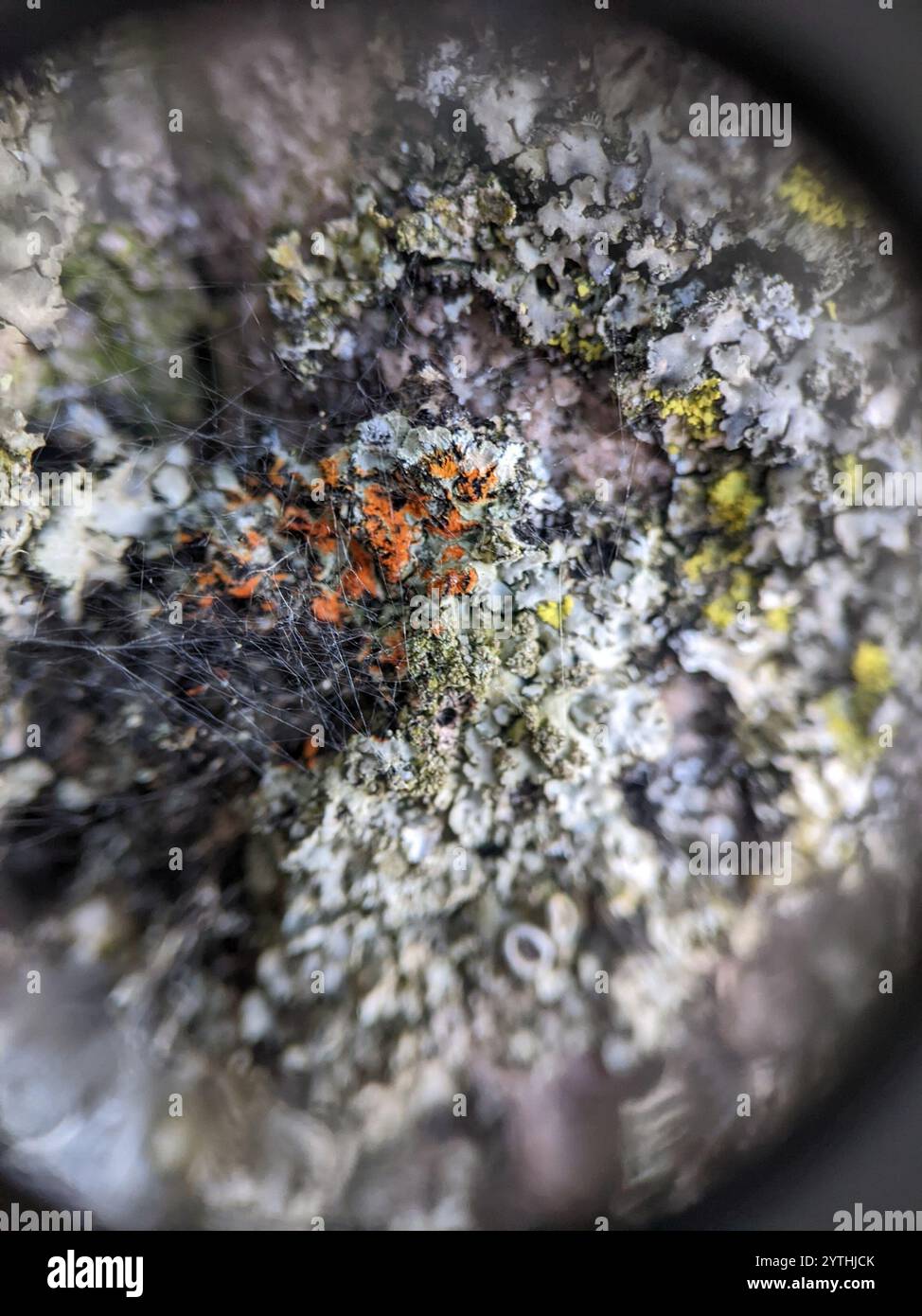 Orange-cored Shadow Lichen (Phaeophyscia rubropulchra Stock Photo - Alamy