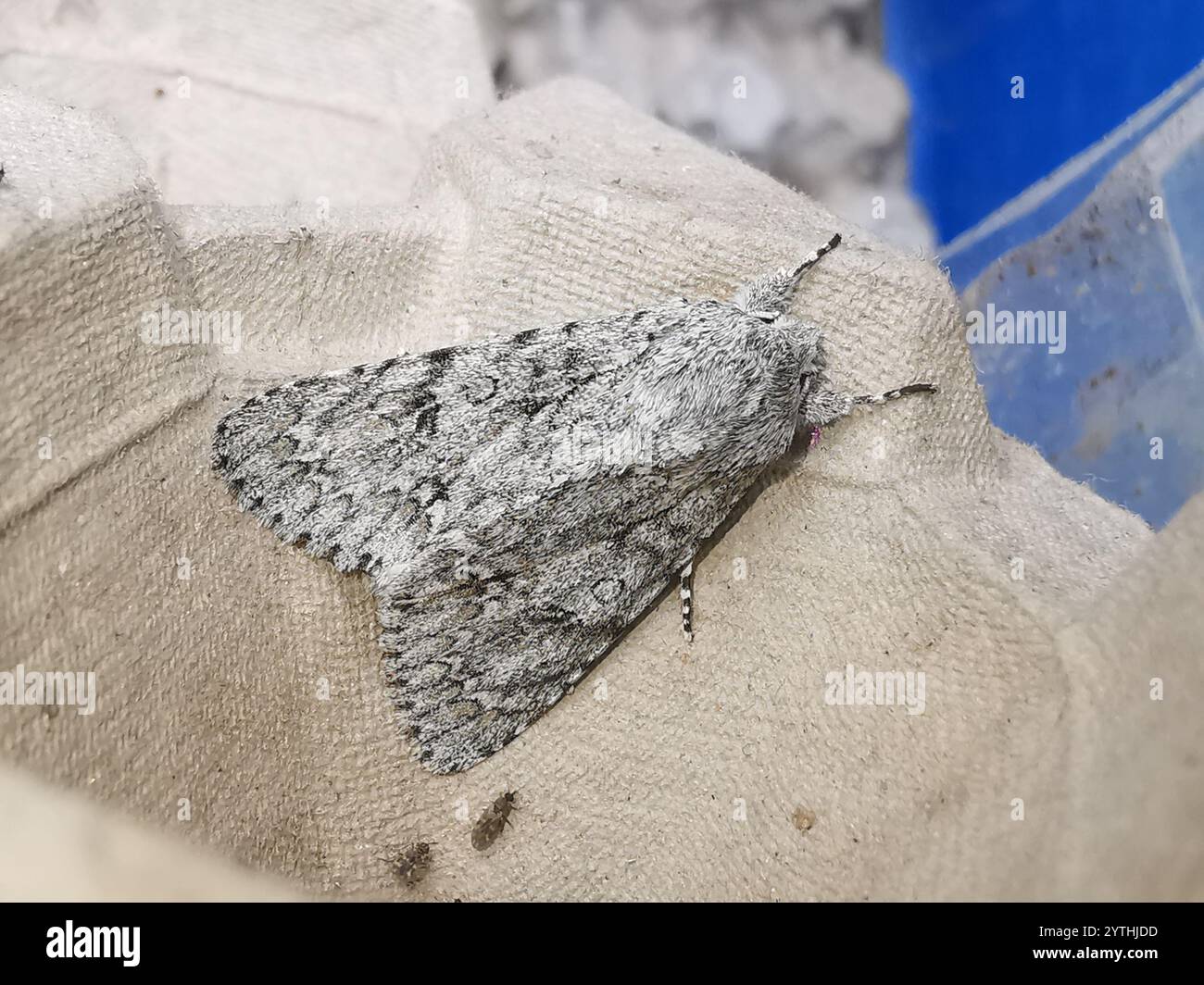 Sycamore Moth (Acronicta aceris Stock Photo - Alamy