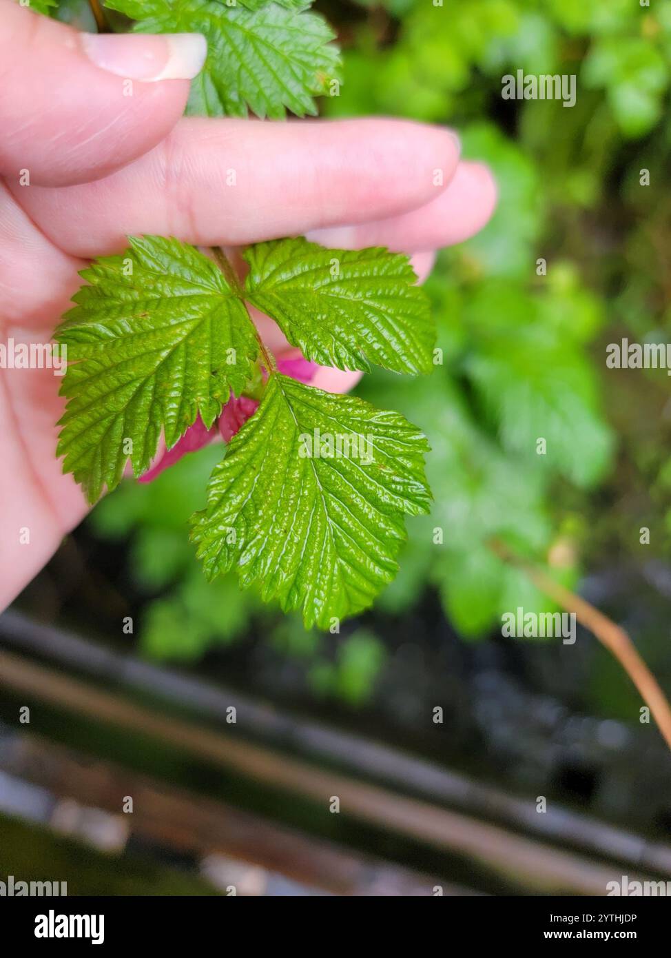 Salmonberry (Rubus spectabilis Stock Photo - Alamy