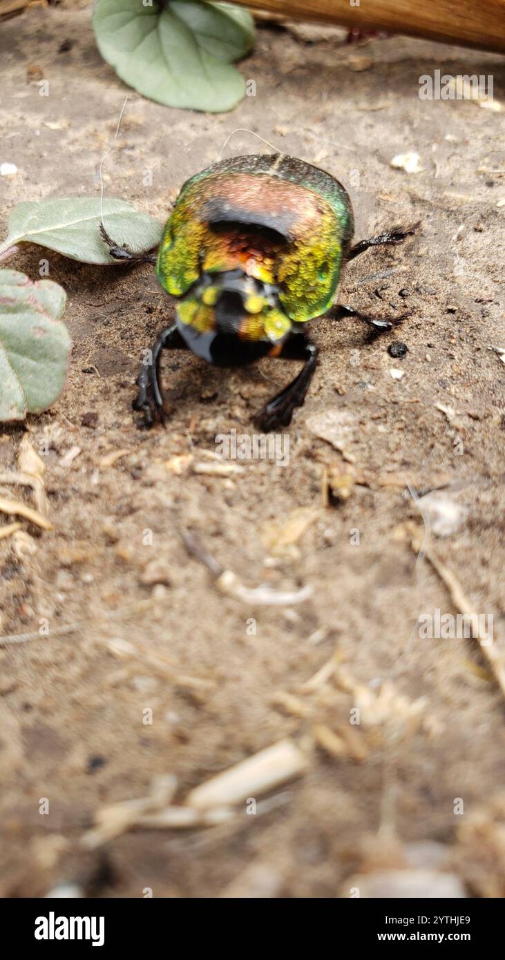 Rainbow scarab hi-res stock photography and images - Alamy
