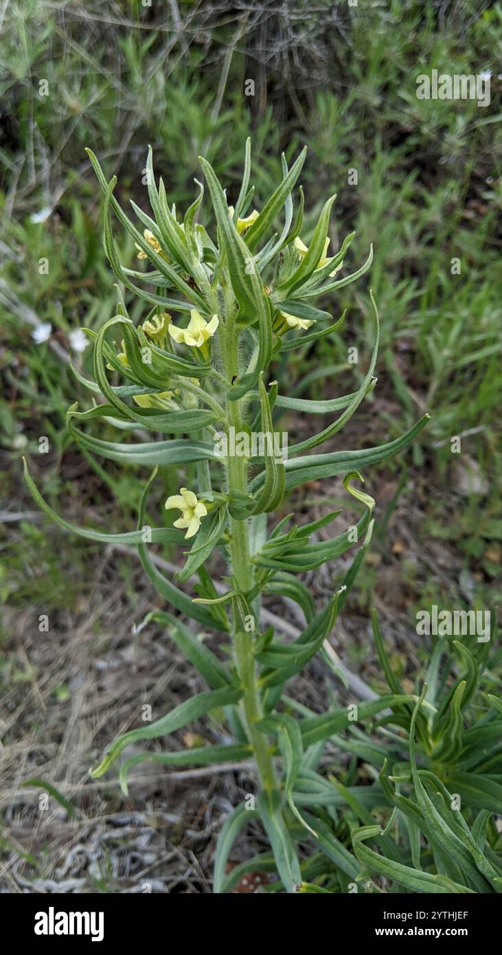 western stoneseed (Lithospermum ruderale Stock Photo - Alamy