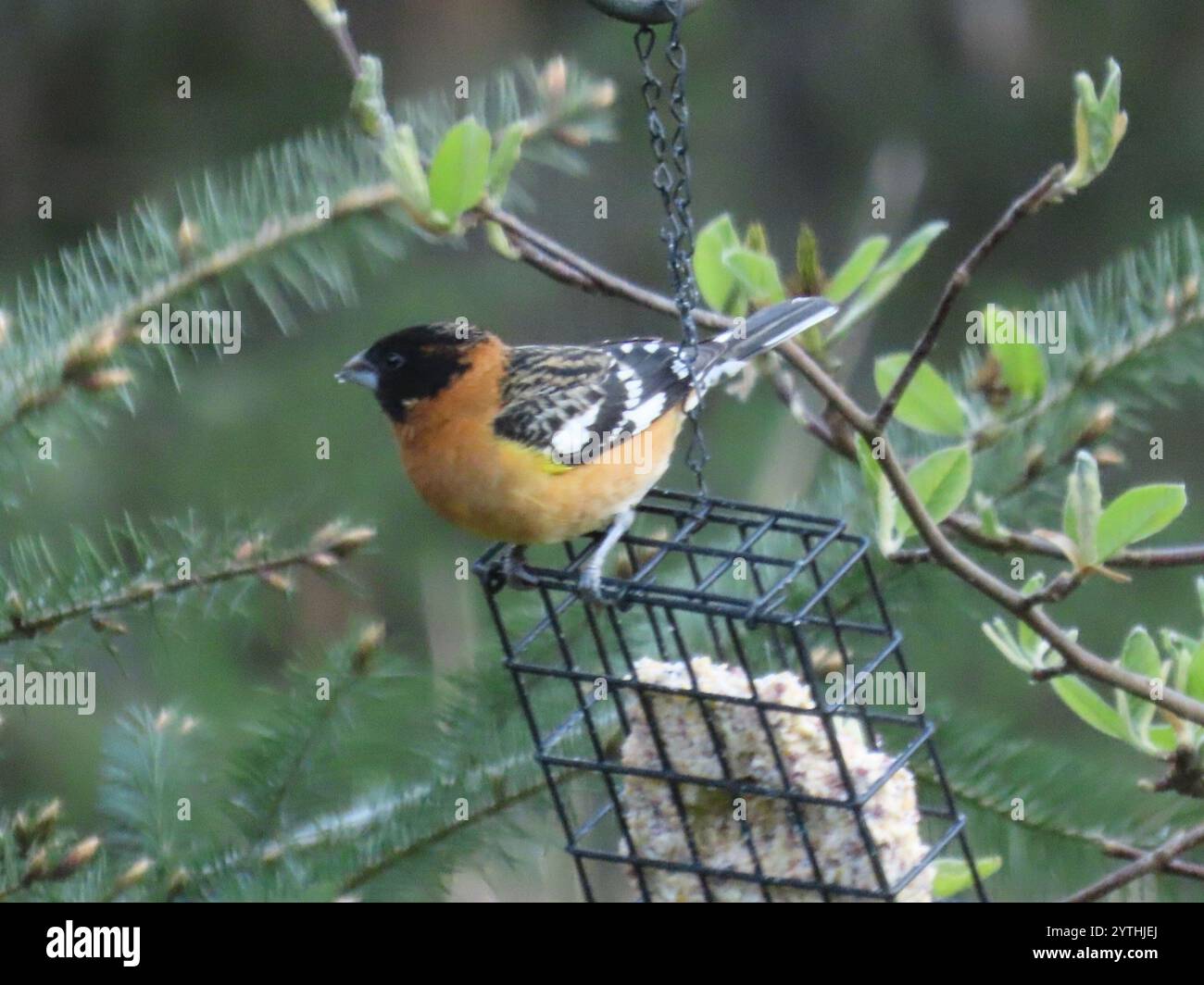 Black-headed Grosbeak (Pheucticus melanocephalus Stock Photo - Alamy