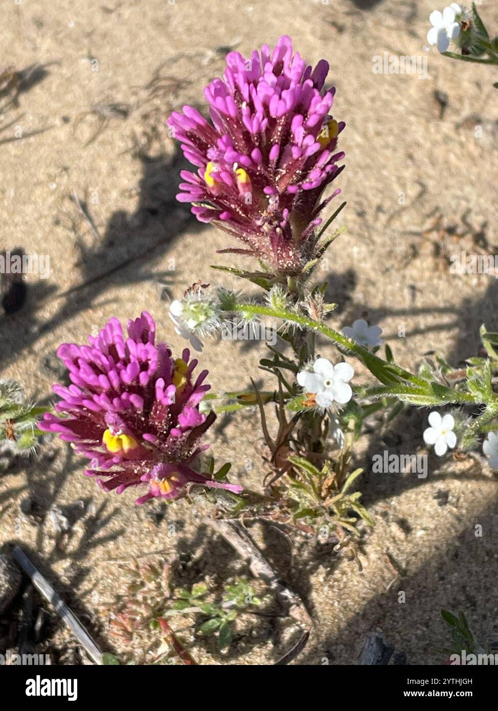 (Castilleja exserta exserta Stock Photo - Alamy