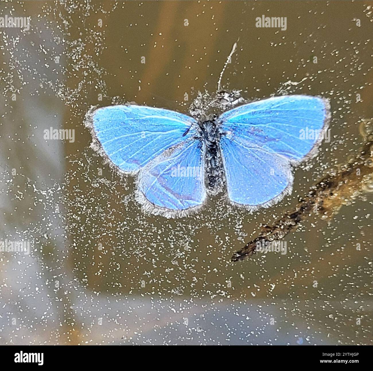 Northern Azure (Celastrina lucia Stock Photo - Alamy